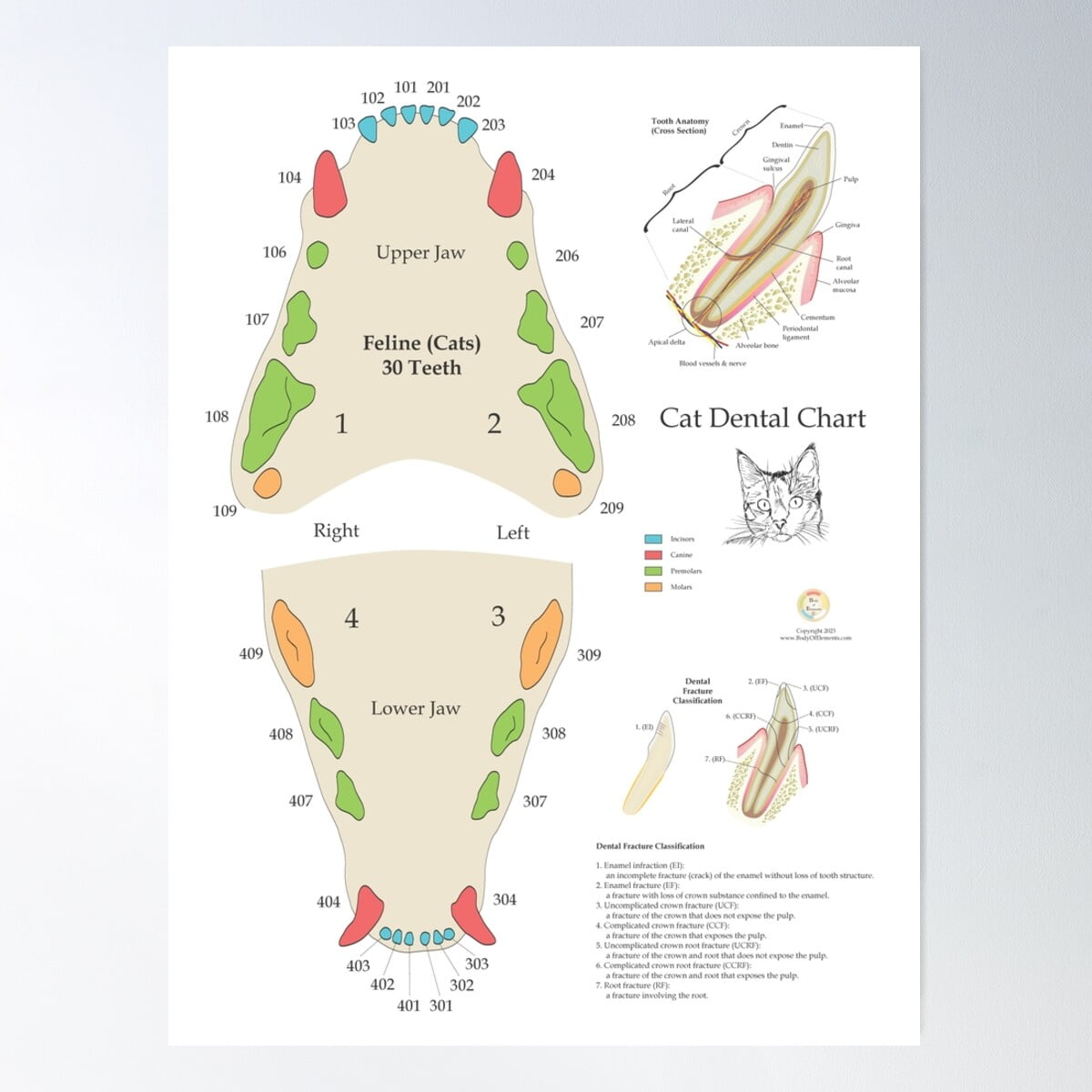 Cat Feline Veterinary Dental Tooth Poster Wall Chart Poster Wall Art ...