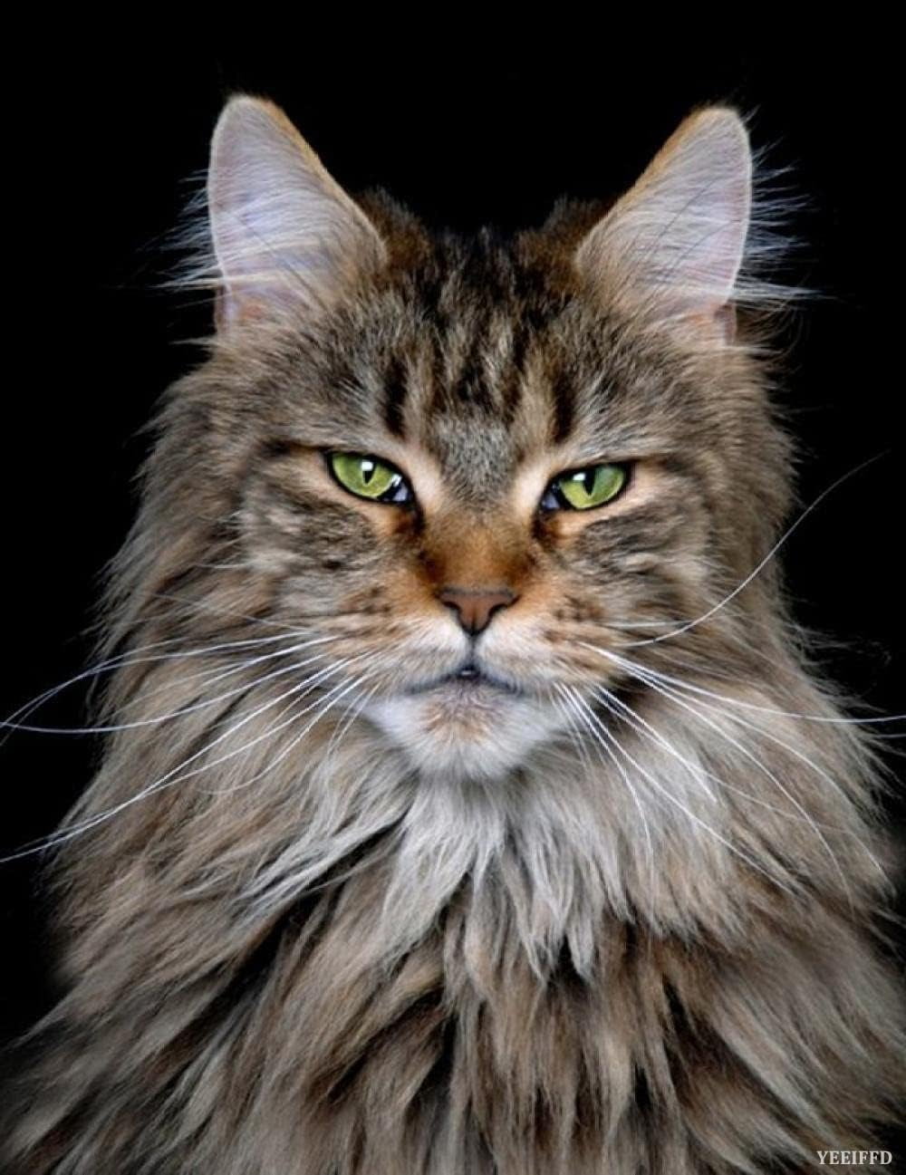 Cat Full Drill Diamond Art, Maine Coon Cat 5D Diamond Painting Kits ...