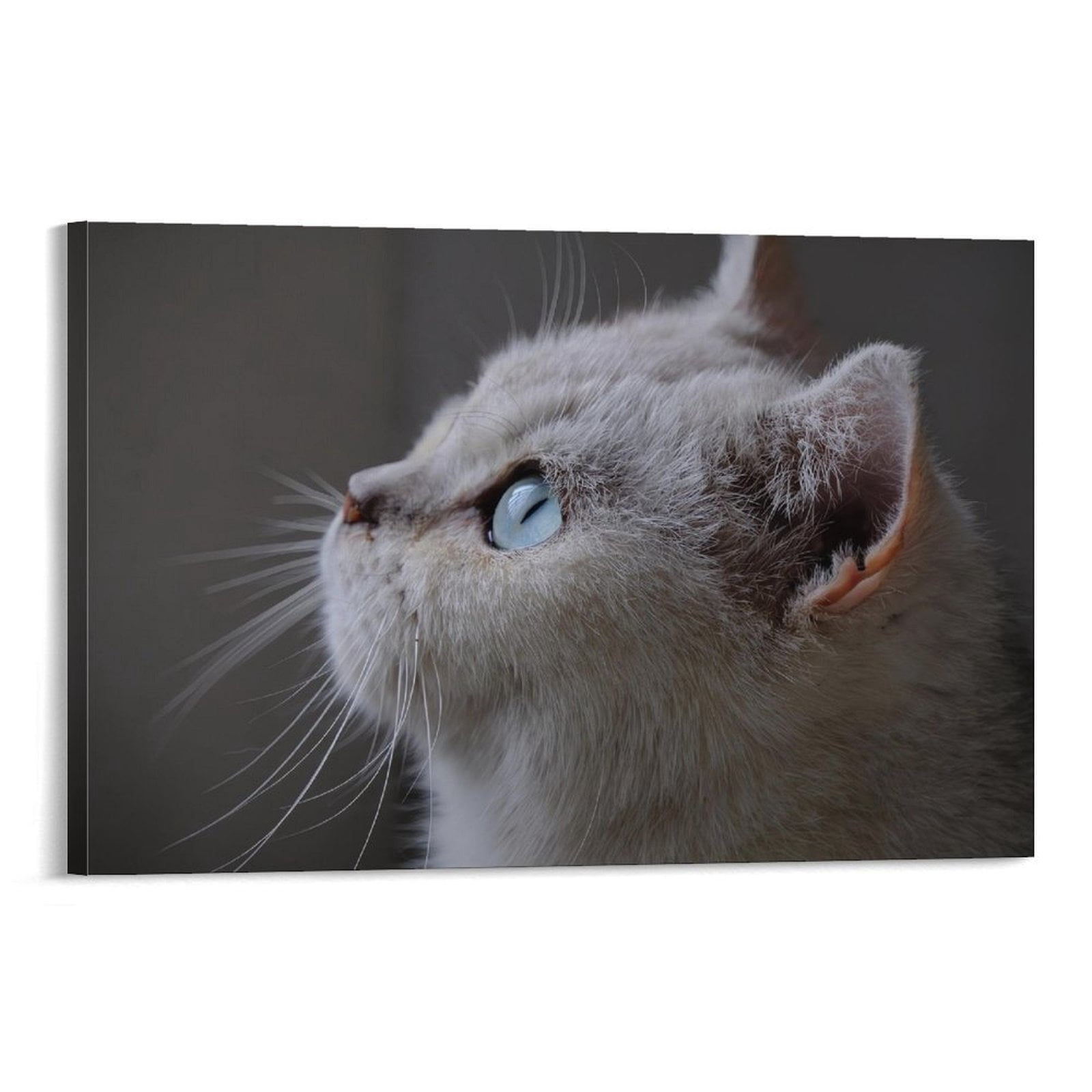 Cat Furry Cute Animal-c Picture Print Wall Art Poster Painting Canvas ...