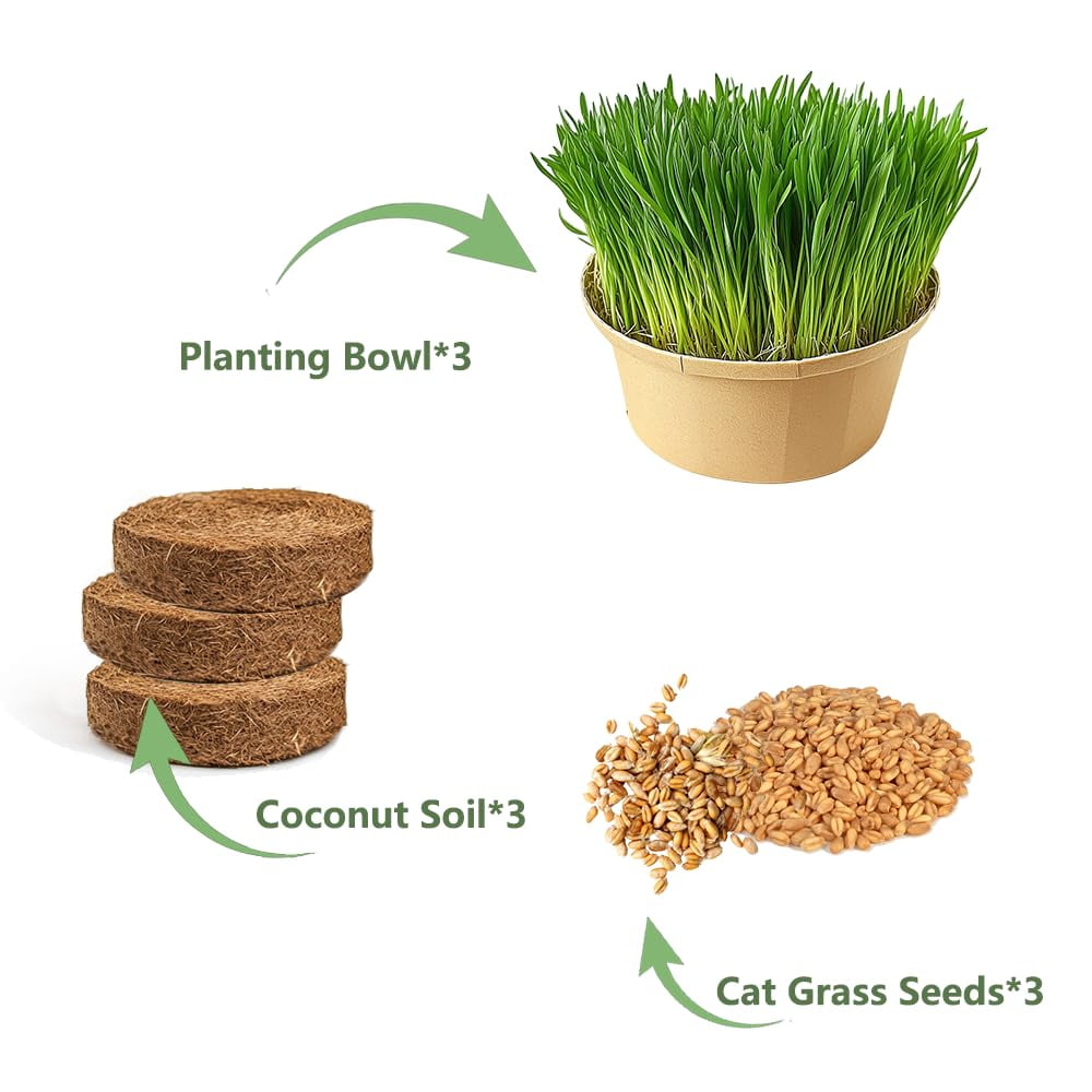 Cat Grass for Indoor Cats - Cat H2FSDGrass Seeds Organic Cat Grass ...