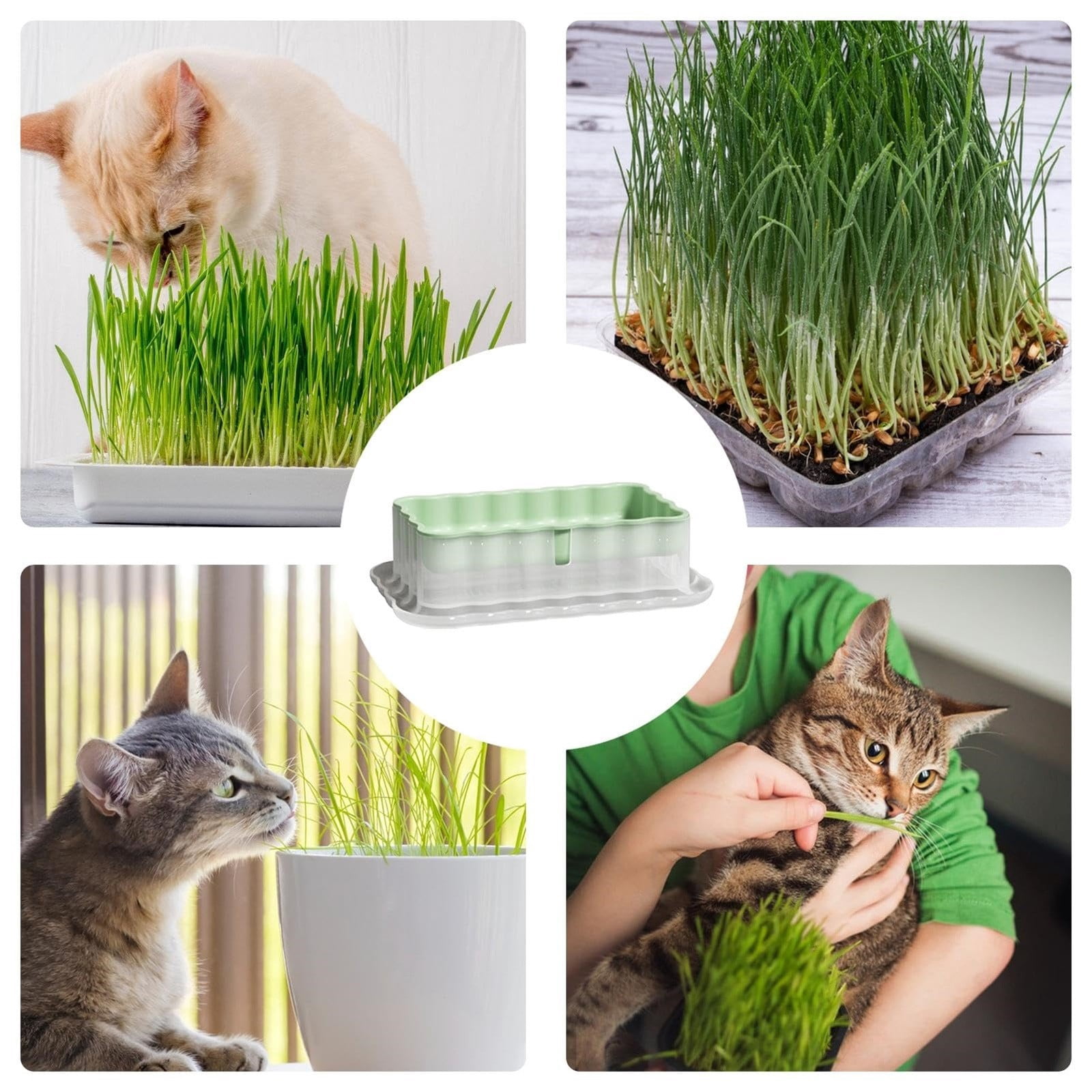 Catnip Cat Grass Cat Grass Planter Tray Plastic Catnip Soilless Cat ...