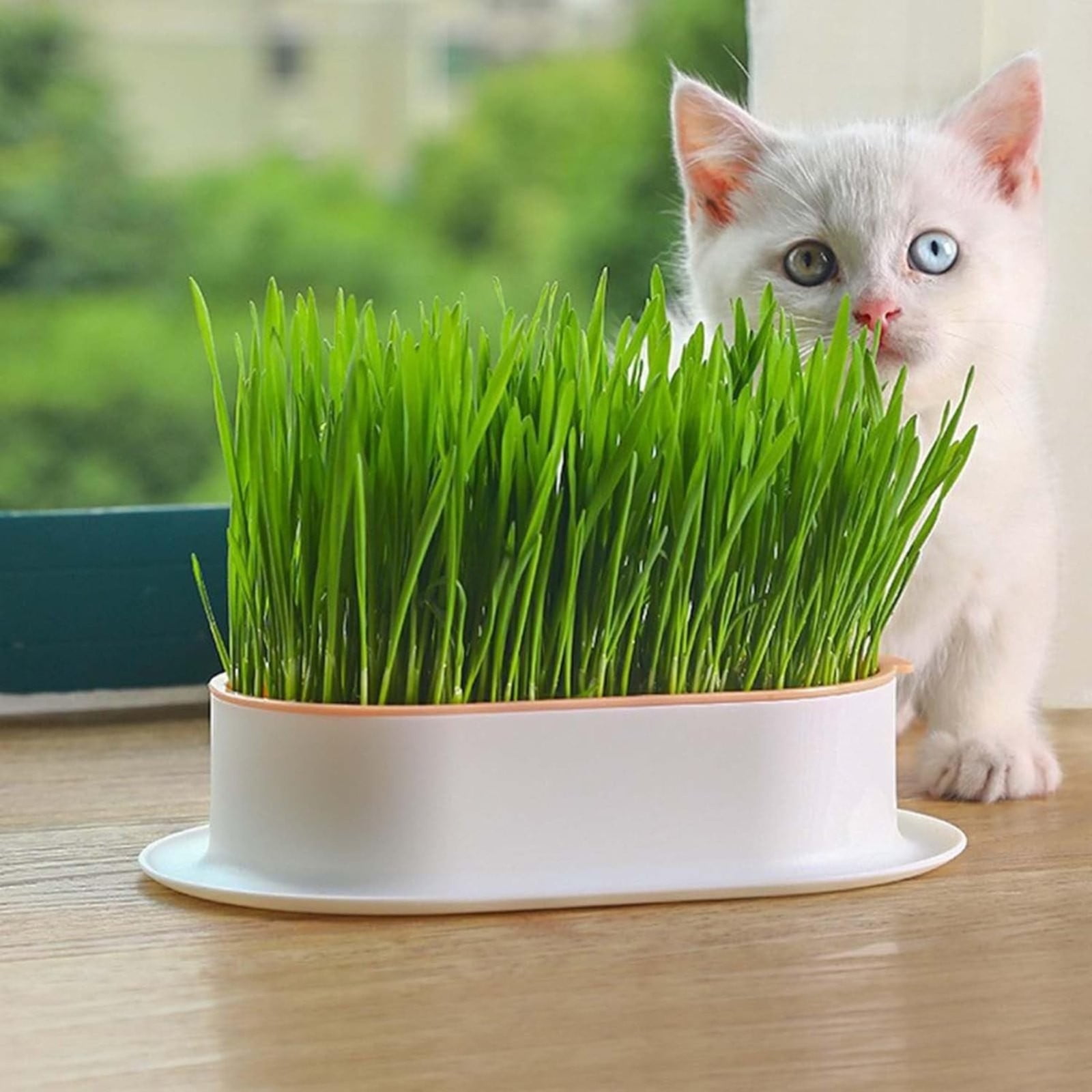 Cat Grass Planter, Hydroponic Catnip Wheatgrass Seed Sprout Tray, Cat ...