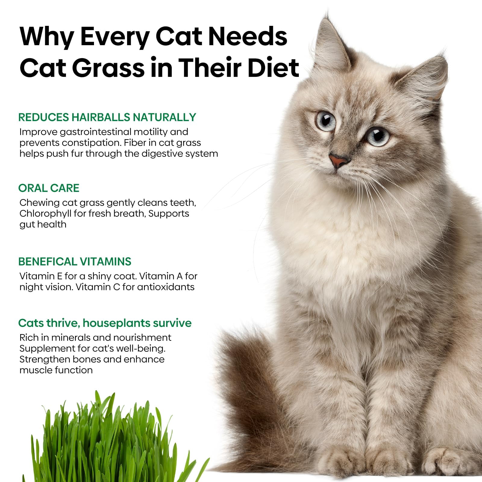 Cat Grass Seeds, 4 Oz, Non-GMO Wheat H2FSDCat Grass Seeeds & Oat Seeds ...