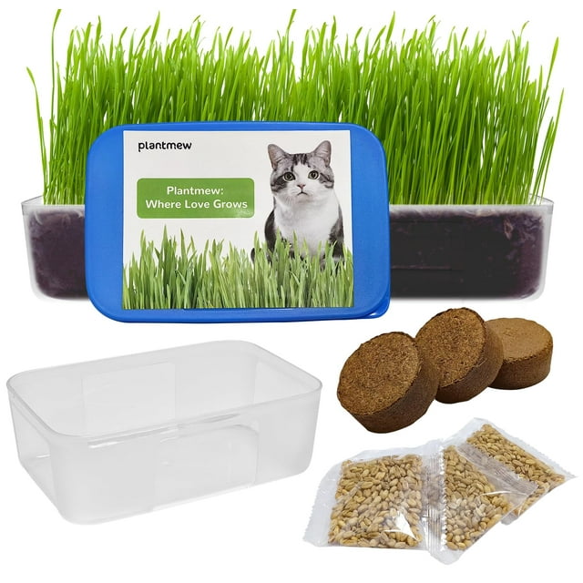 Cat Grass Seeds - Indoor Cat Grass Kit - Fast-Growing - Promotes ...