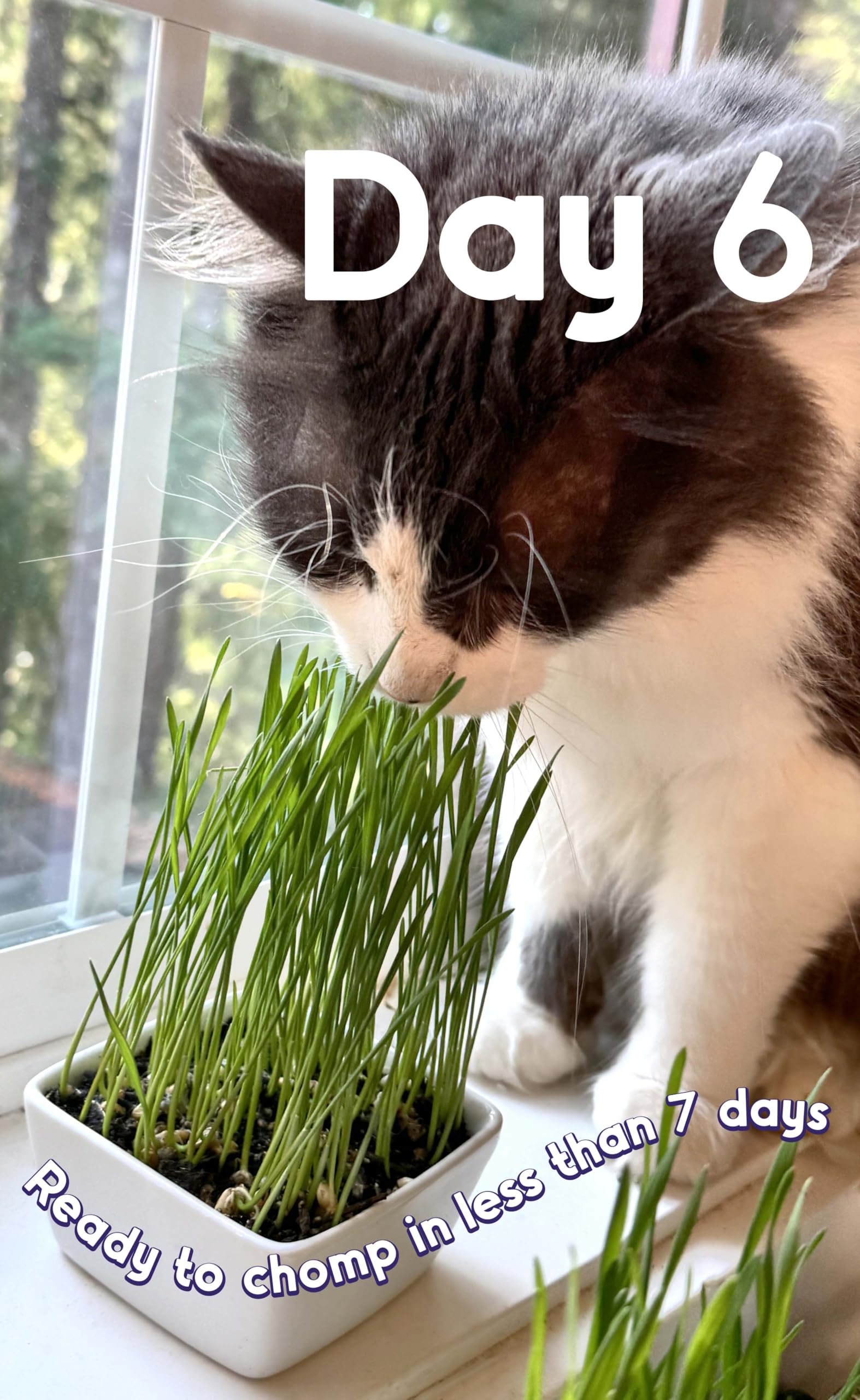 Cat Grass Seeds - Smooth Tasty Ryegrass H2FSD- Grows Pots of Fresh Cat ...