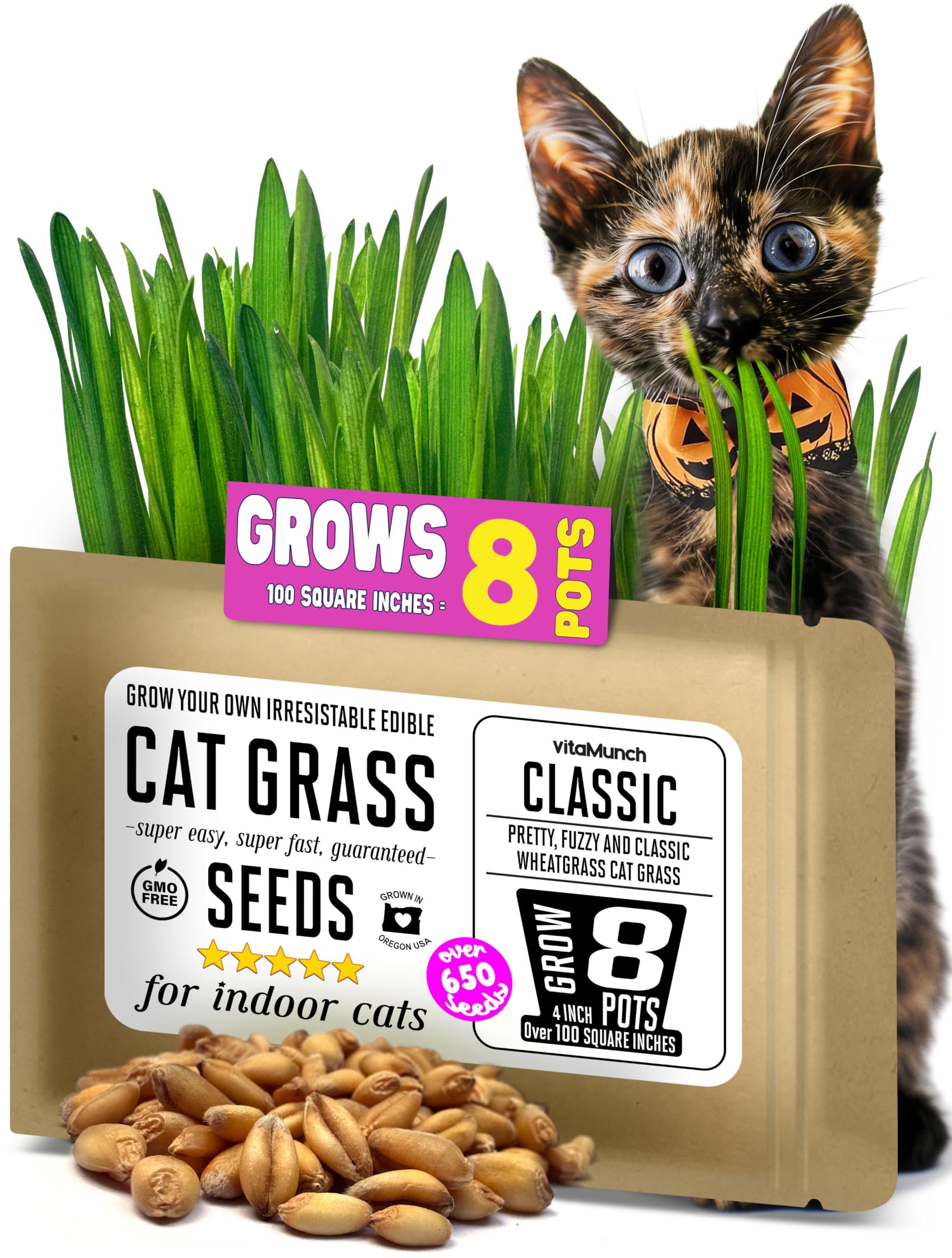 Cat Grass Seeds - Soft, Tasty ZLK1 Wheatgrass - Grows 8 Pots of Fresh ...