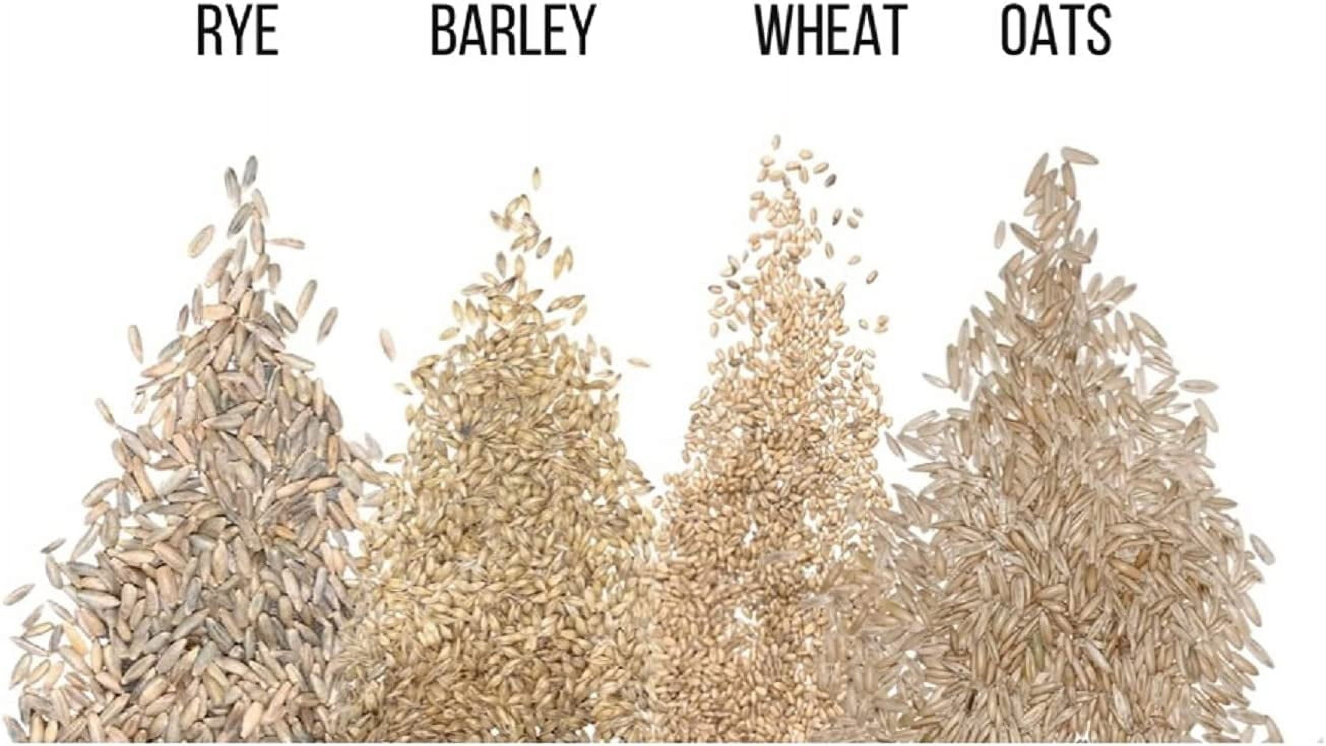 Cat Grass Seeds for Growing | 4 Way Blend, Rye, Wheat, Oats and Barley ...