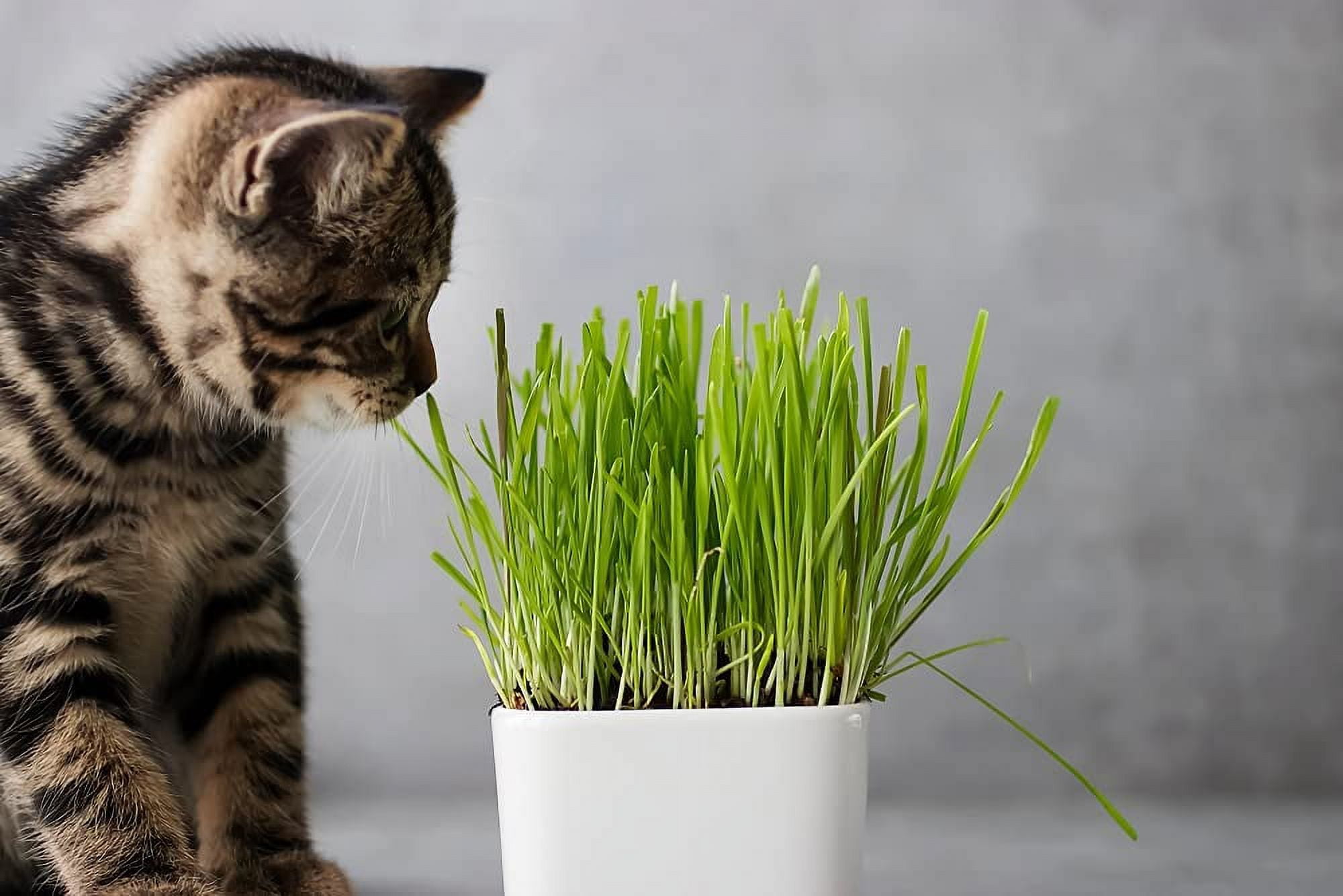 CZ Grain - 1 Lb Fresh Cat Grass Seeds for Planting, Nutritious Treat ...