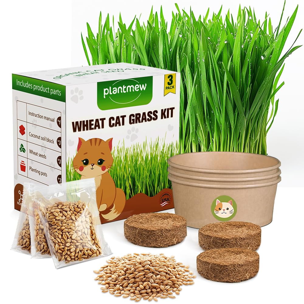 Cat Grass forEGSC Indoor Cats - Cat Grass Seeds Kit - Cat Grass Growing ...