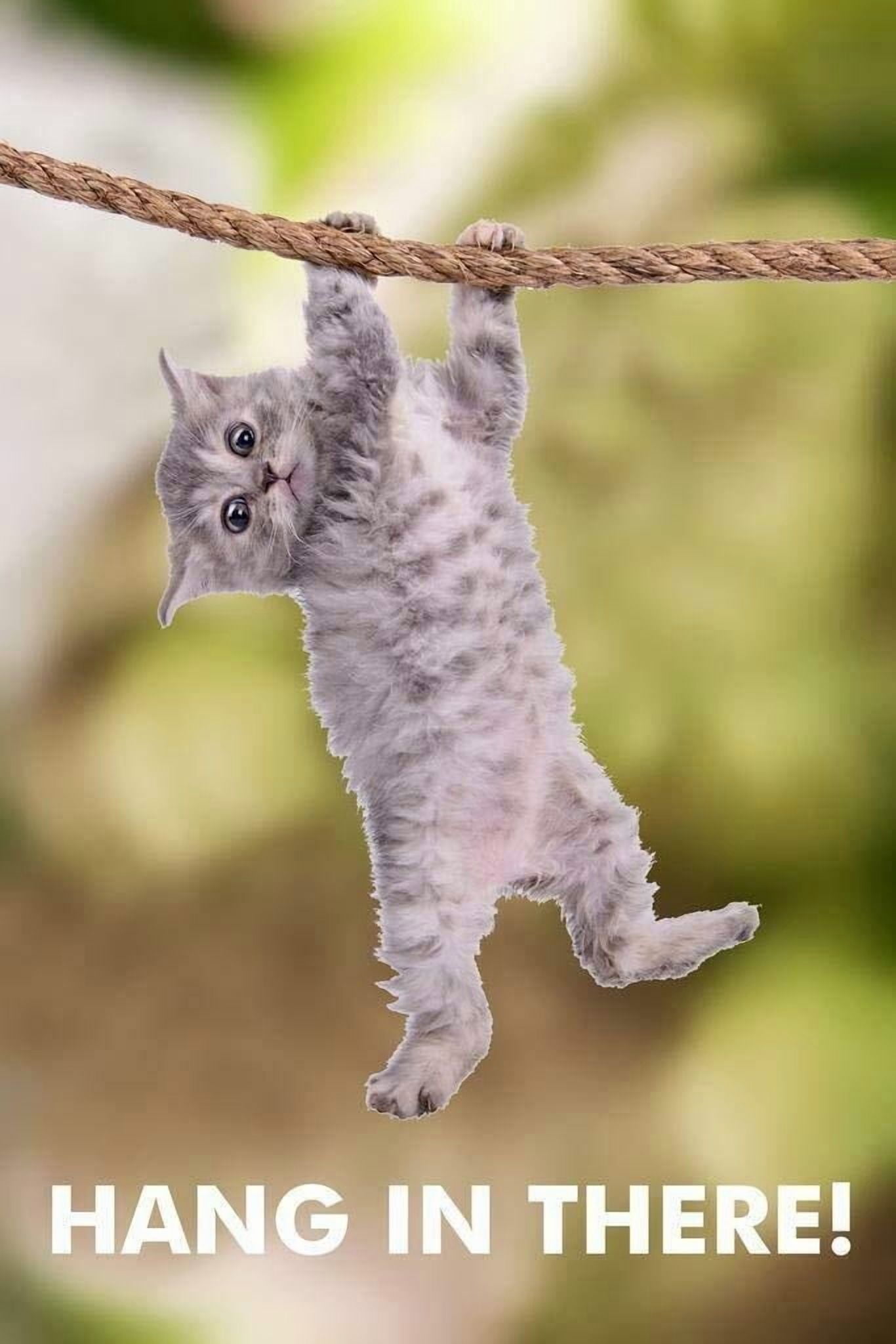 Cat Hang in There! Poster - Walmart.com