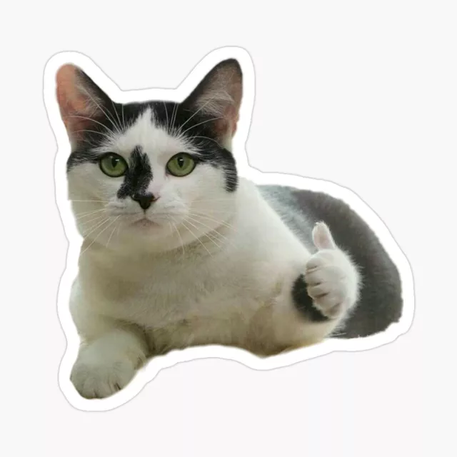Cat Ok Sticker For Car, Truck Sticker Phone Decal Water Bottle Stickers ...