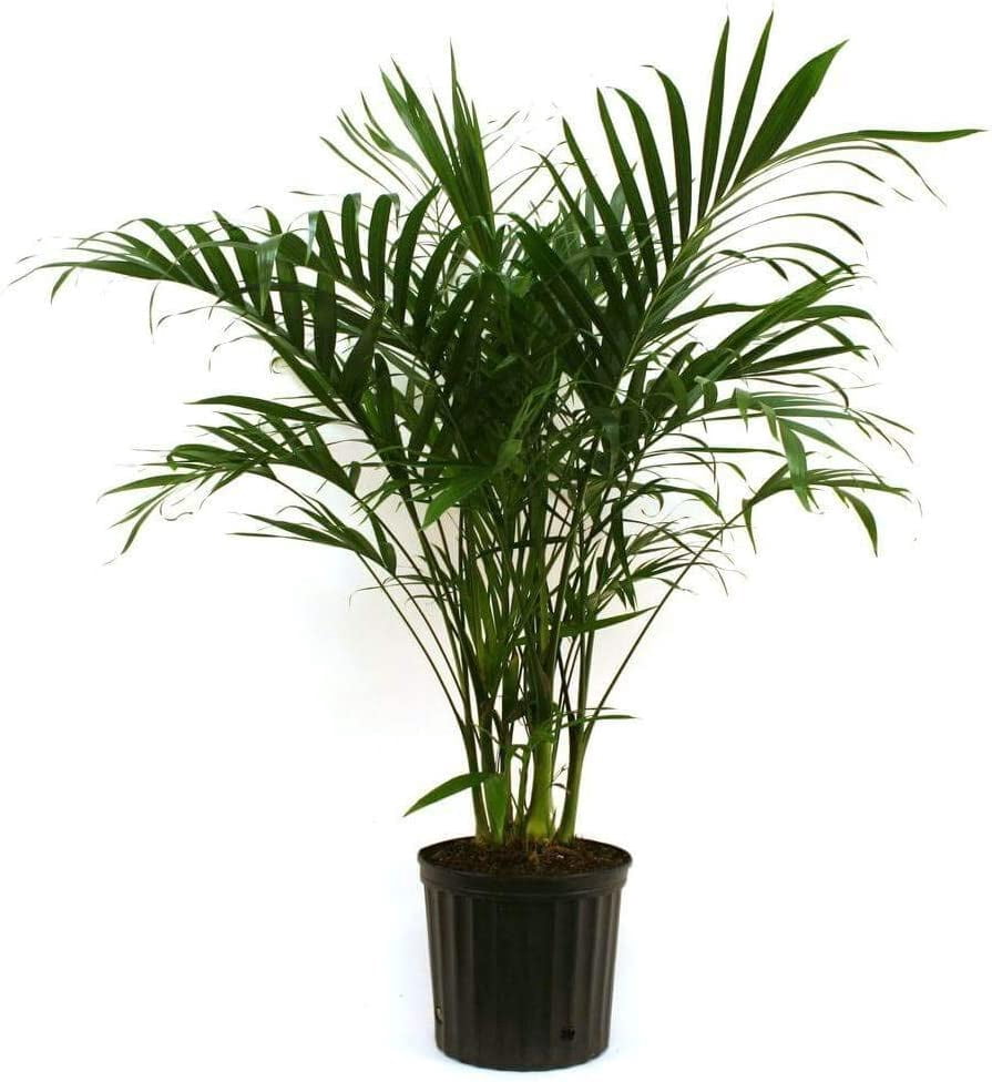 Cat Palm - Live Plant in an 10 Inch Growers Pot - Chamaedorea ...