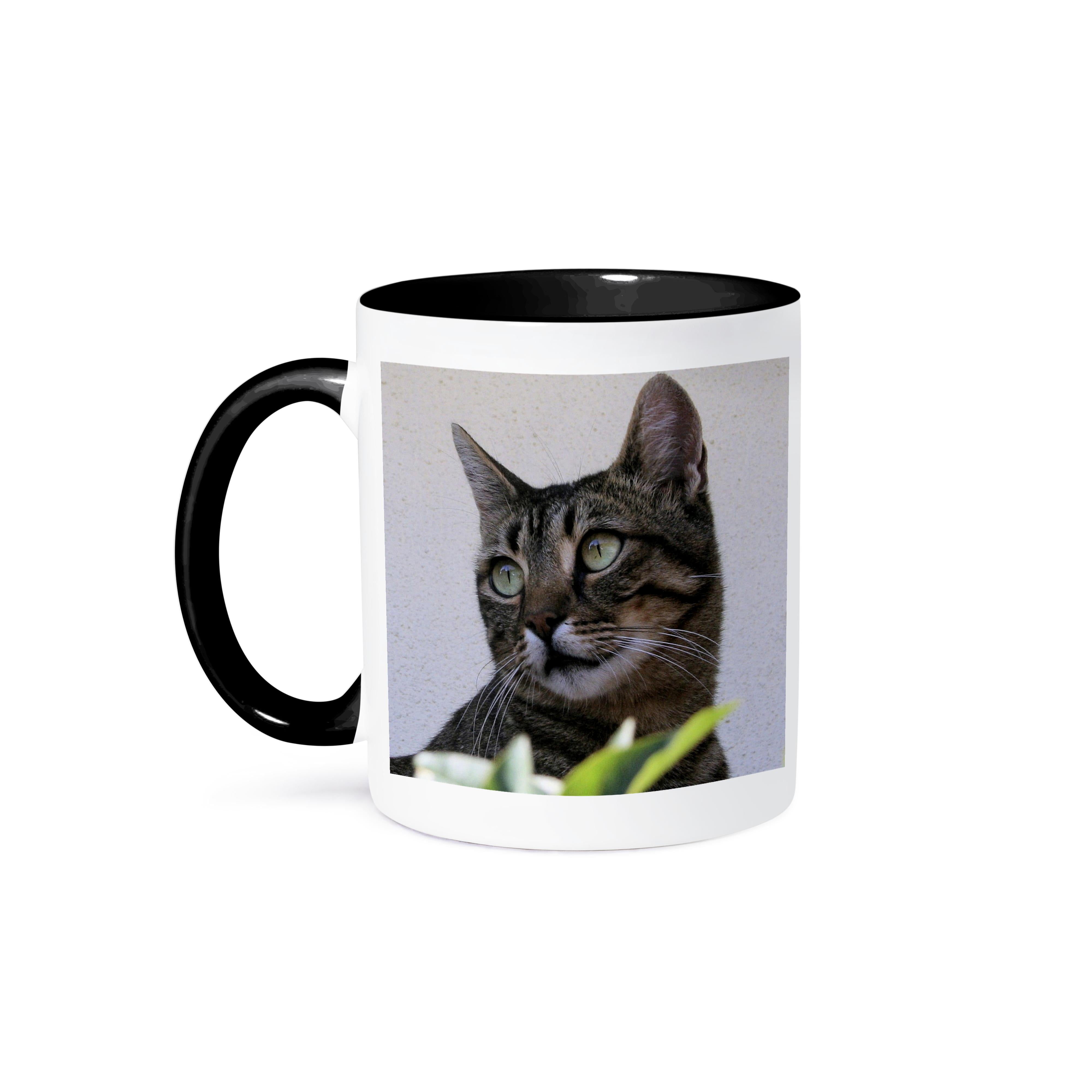 3dRose, Cat Portrait - animal, moggie, tabbies, tabby cat, cat, cats ...