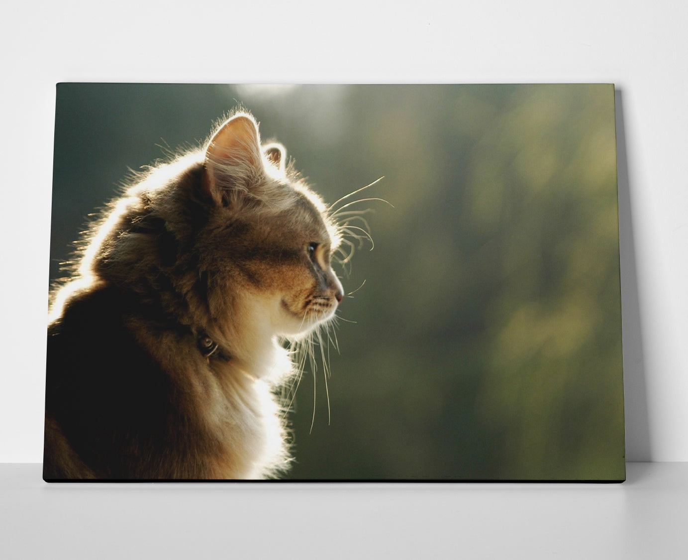 Cat Poster or Wrapped Canvas - Walmart.com