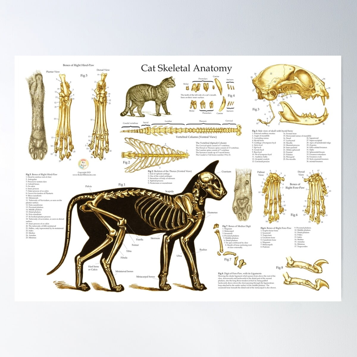 Cat Skeletal Anatomy Veterinary Wall Chart Poster Wall Art, Modern Wall ...