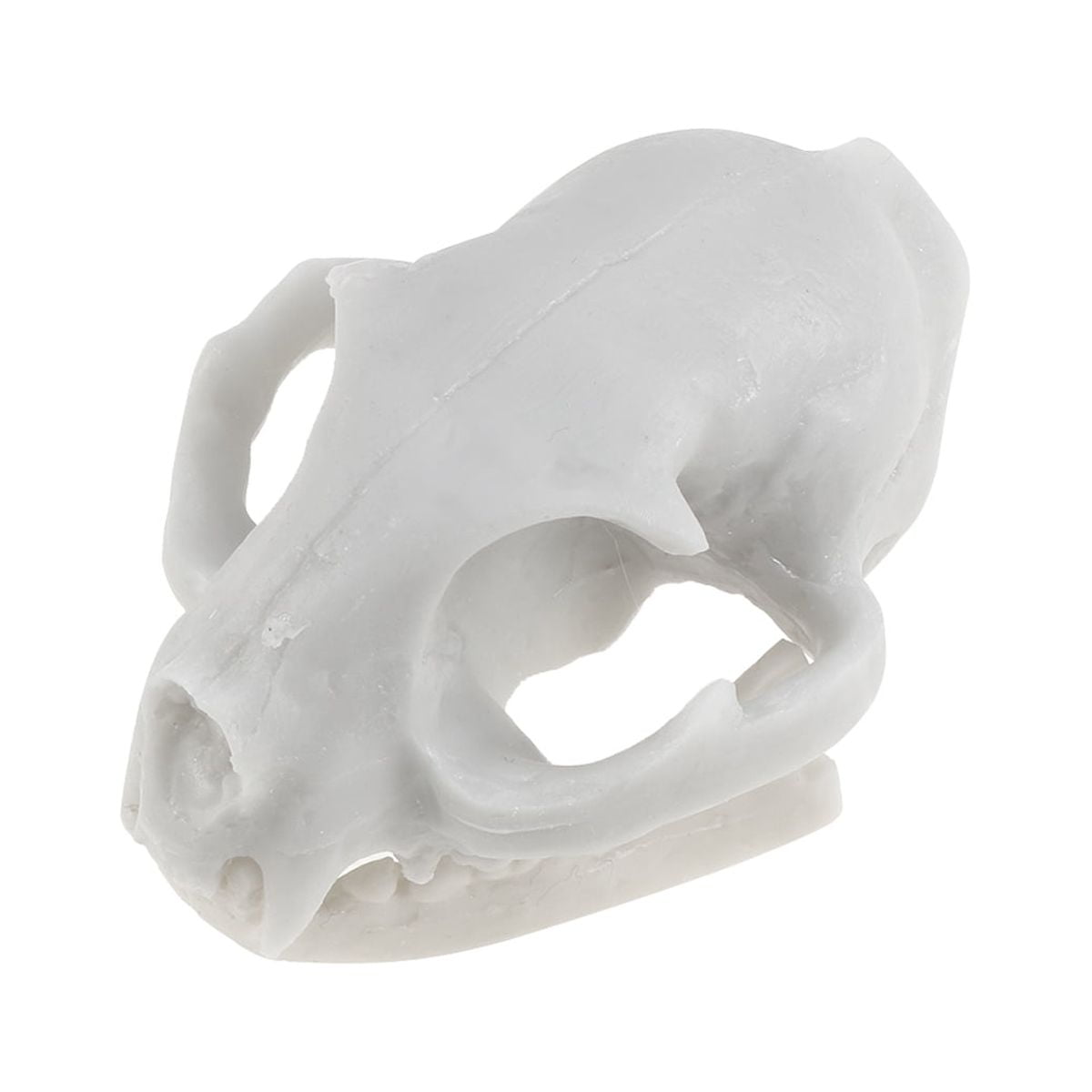 Cat Skeleton Model Fish Tank Decoration Animal Skull Figurine Aquarium ...