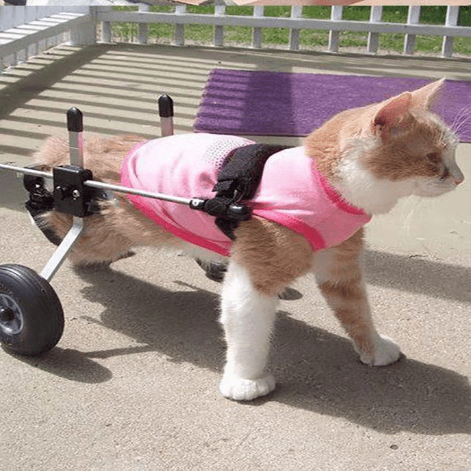Cat Wheelchair For Hind Leg Disability - Pet Paralysis Assisted Walking ...