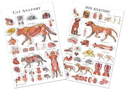 Cat and Dog Anatomy Poster Veterinary Anatomy, Anatomy & Veterinary ...