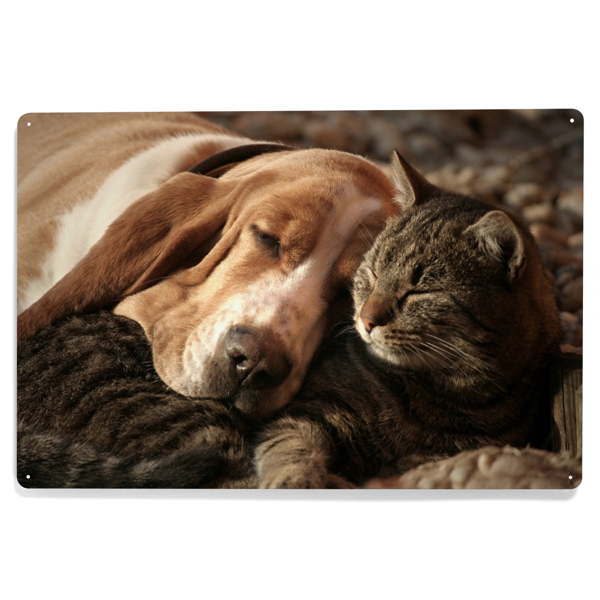 Cat and Dog Sleeping (12x18 Aluminum Art, Indoor Outdoor Metal Sign ...