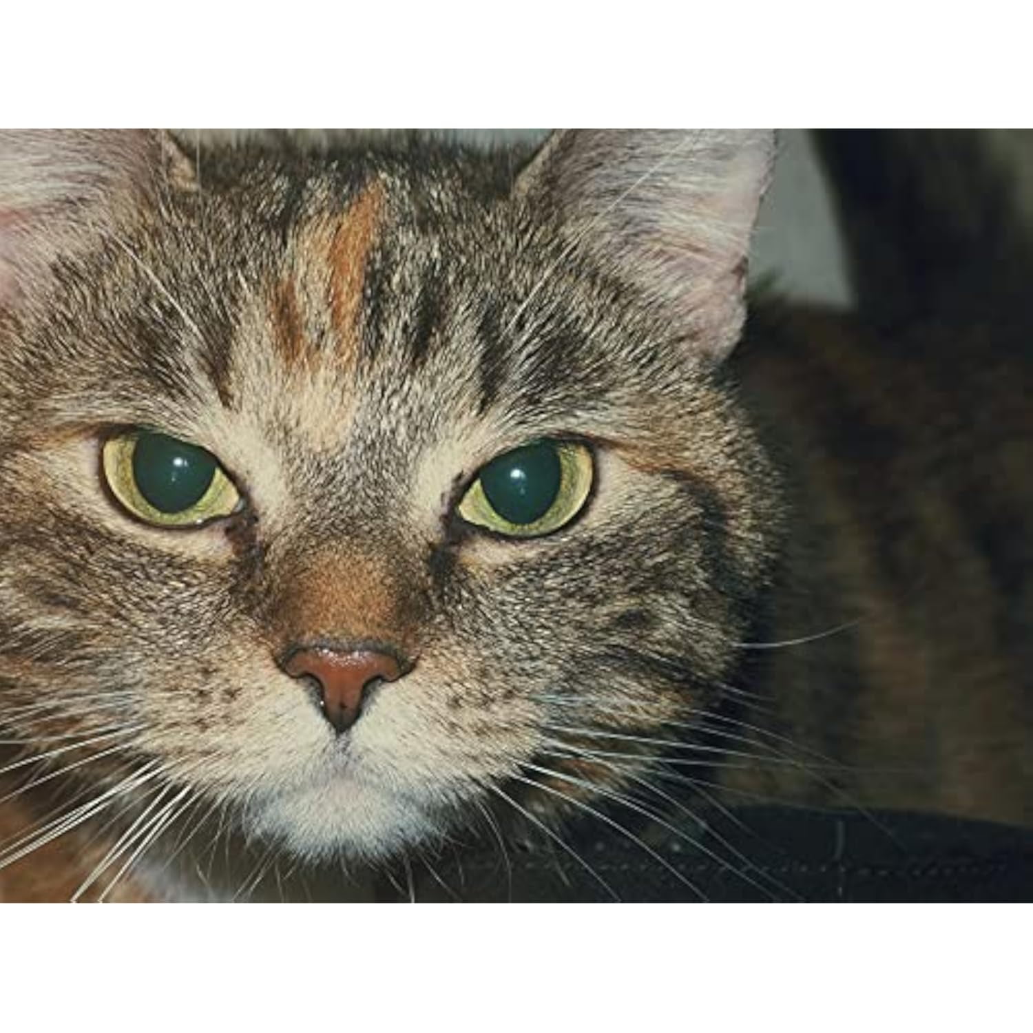 Cat-headed Eagle Family 500 Adult Puzzle - Puzzle props for an active ...