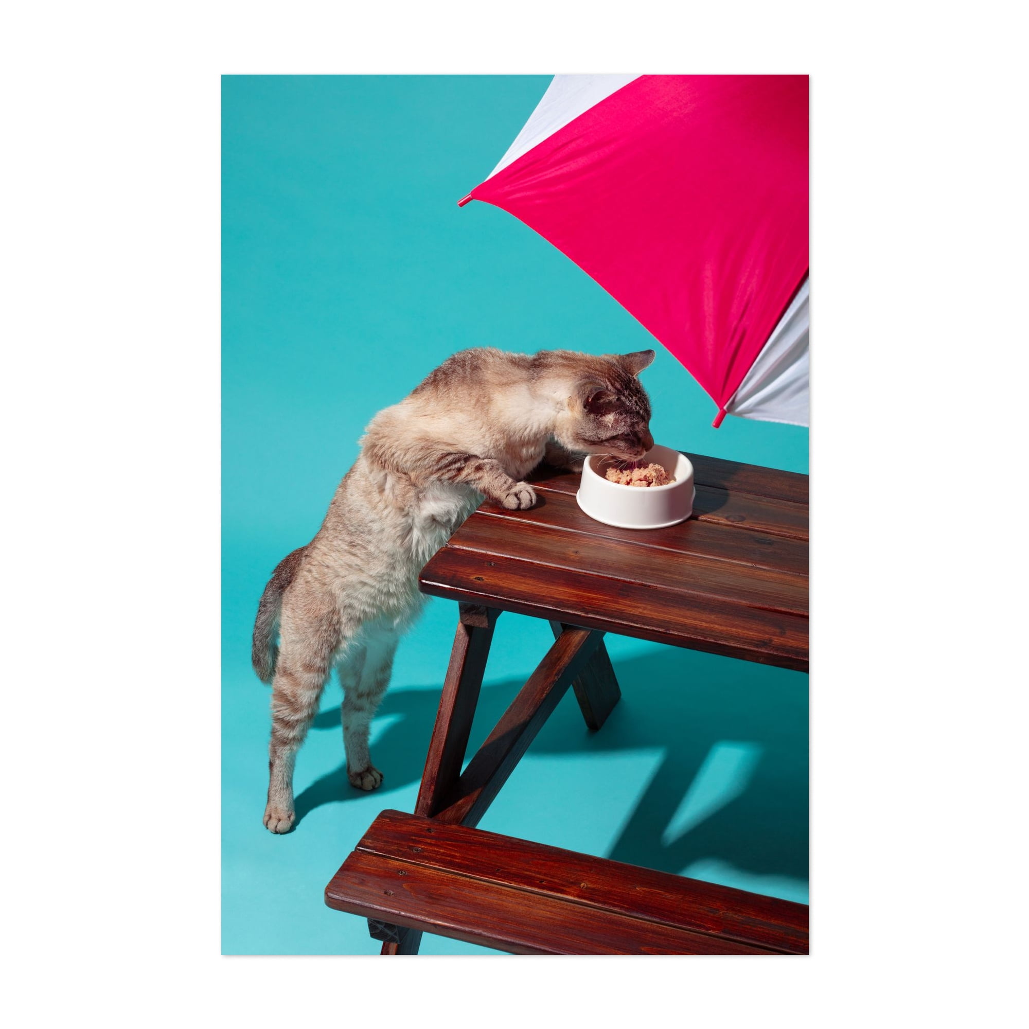 Cat picnic - Photography Humor Cat Summer Retro Unframed Wall Art Print ...