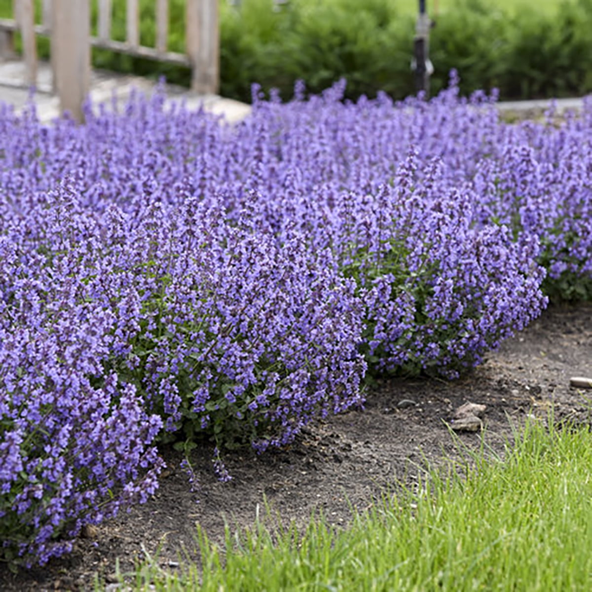 Cat's Pajamas Catmint - Fragrant Flowering Garden Perennial - Nepeta - Gallon Pot - Walmart.com