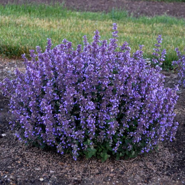 Cat's Pajamas catmint | Nepeta 'Cat's Pajamas' | 1 Gallon Size ...