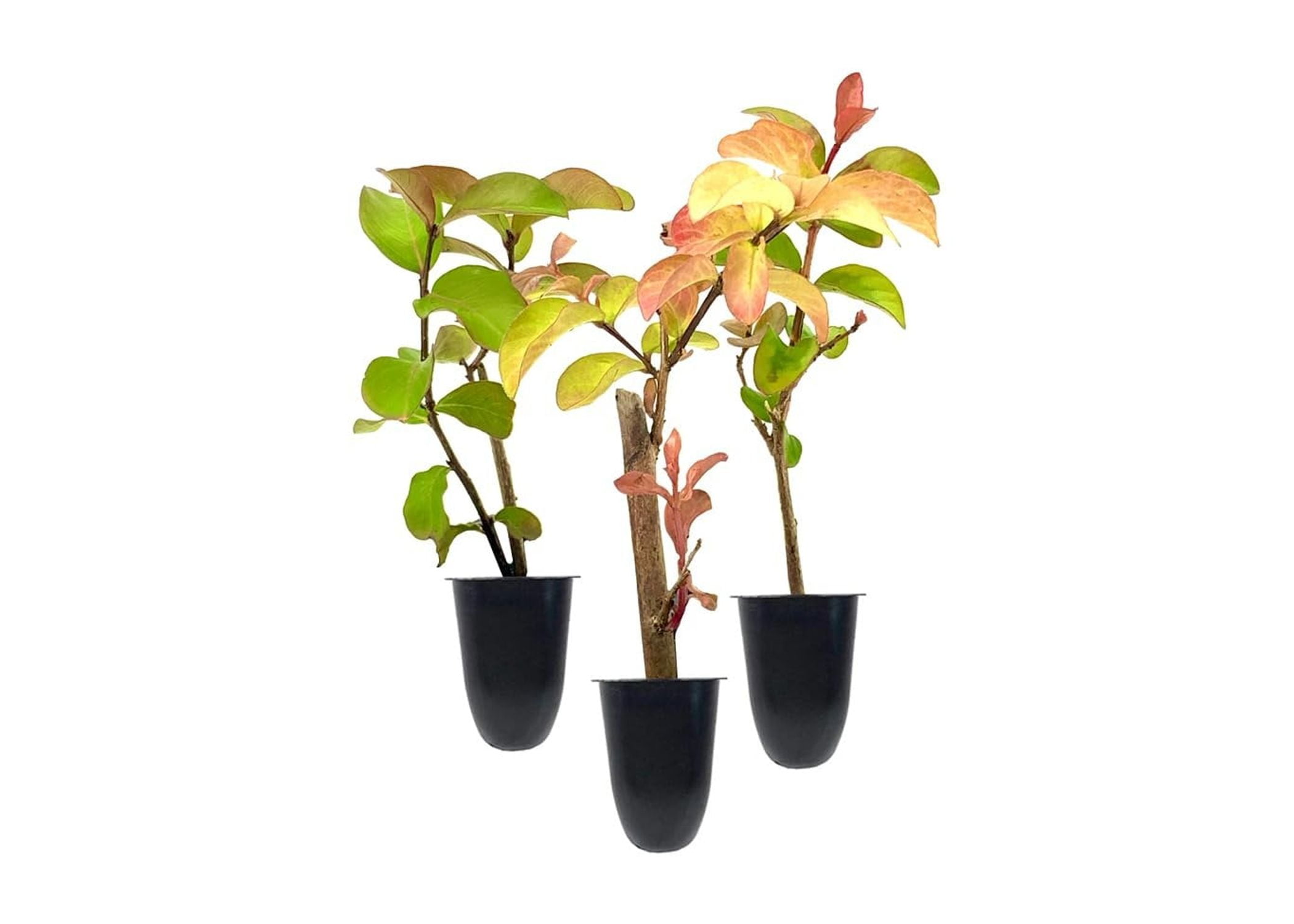 Catawba Crape Myrtle Rich Purple Blooms 3 Live Plants Drought & Heat ...