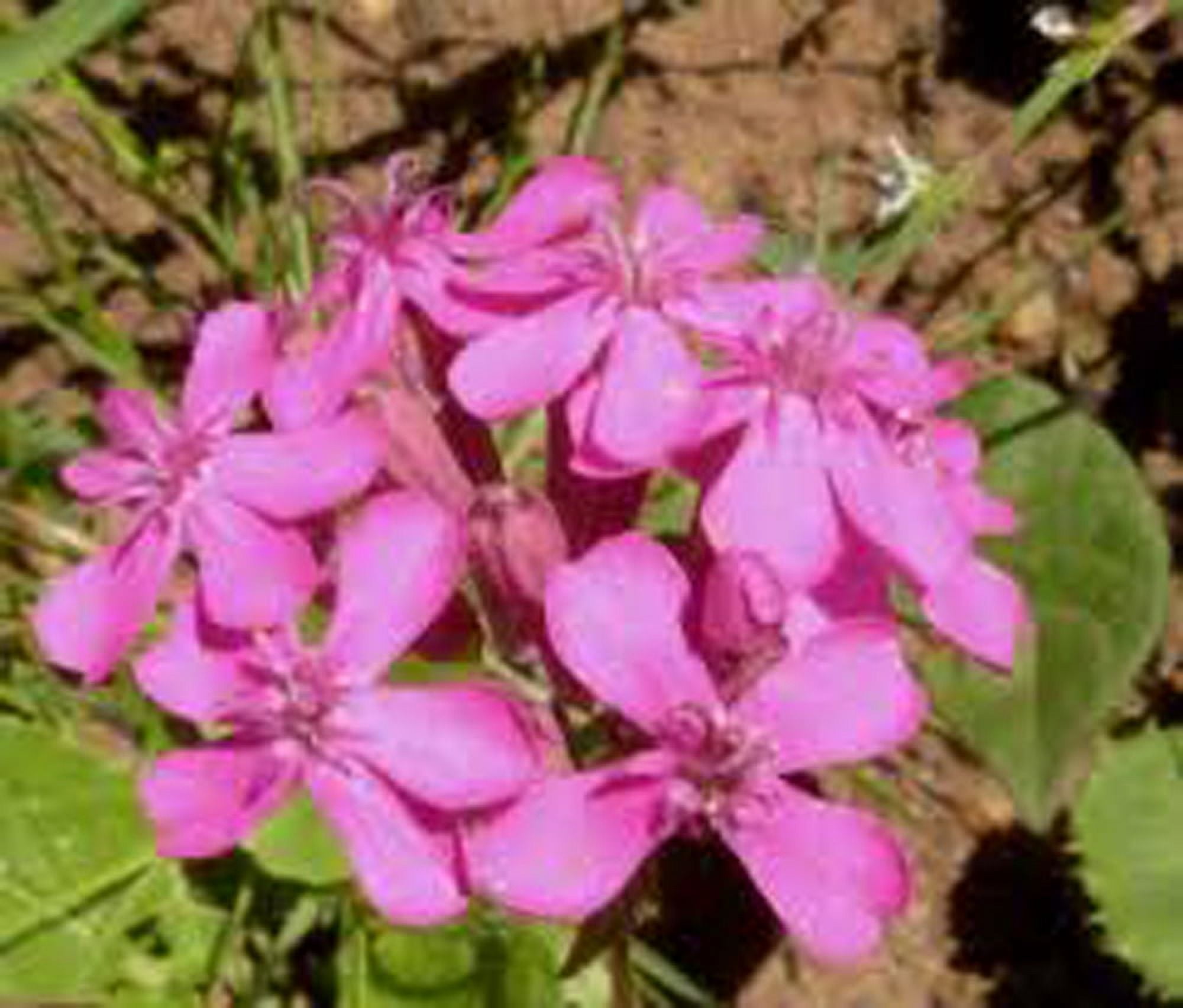 Catchfly Flower Seeds, 500+ Seeds, Beautiful, Crimson-Rose Blooms ...