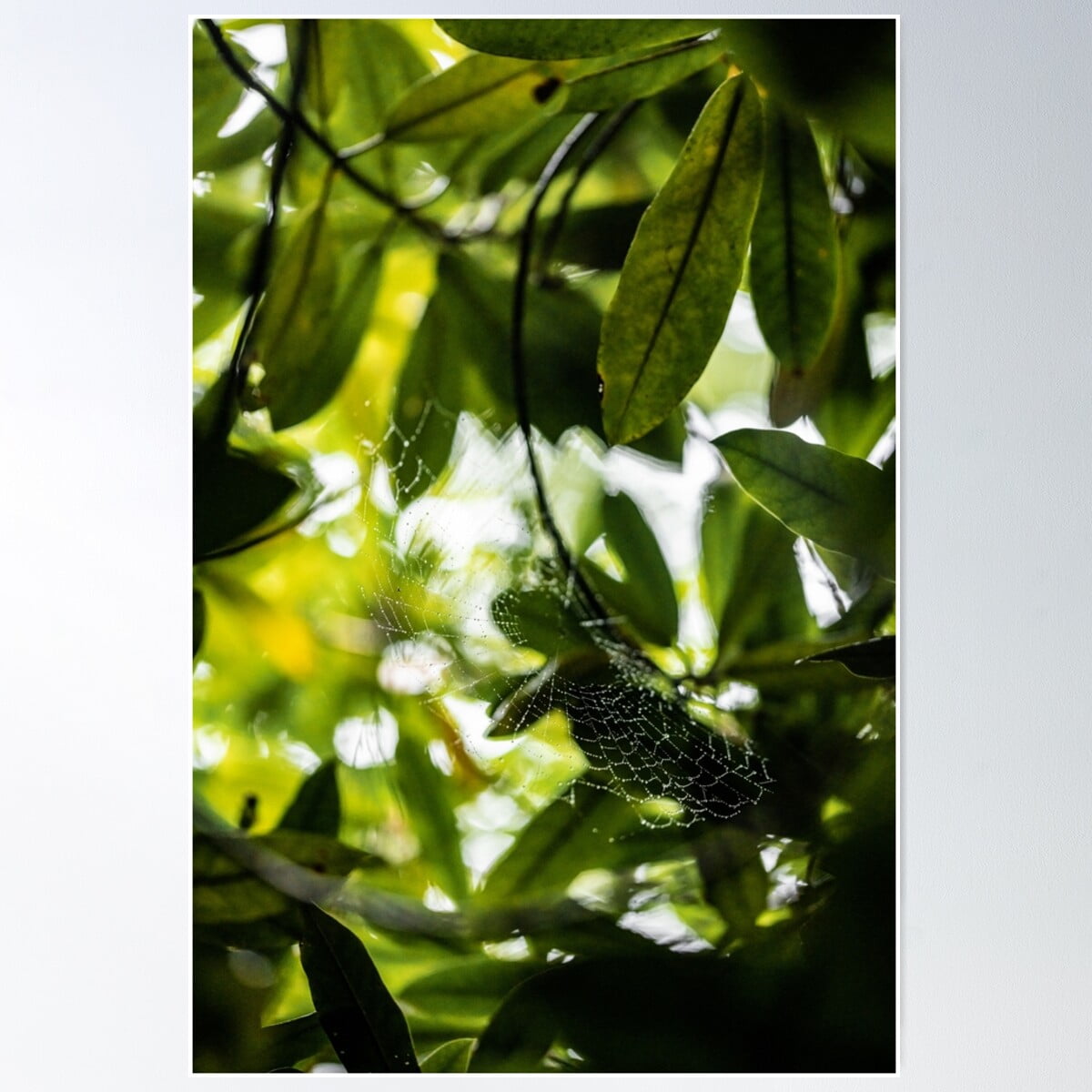 Catching Sunlight Poster Wall Art, Modern Wall Decor For Living Room ...