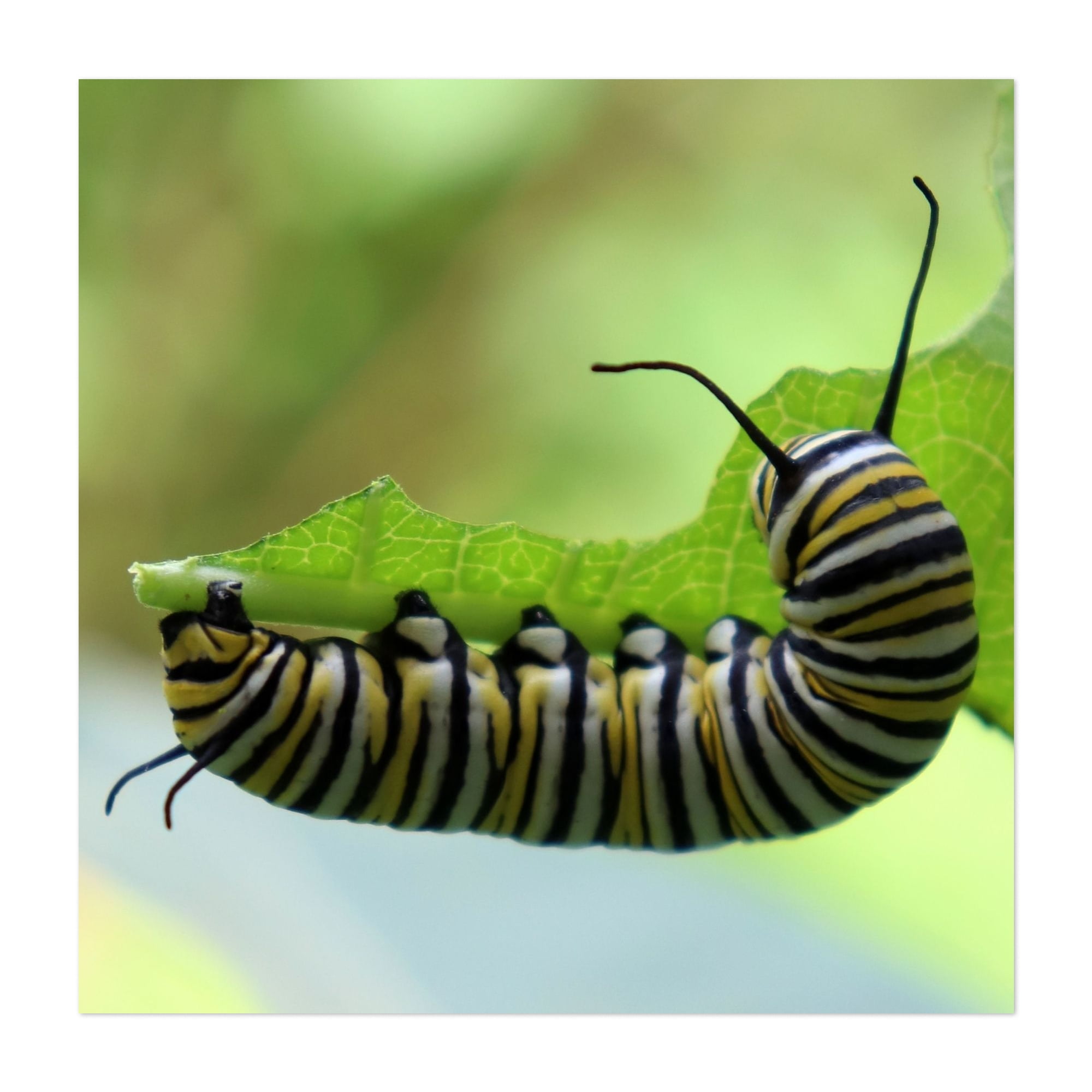 Caterpillar - Albion Michigan Photography Nature Wildlife Insect ...