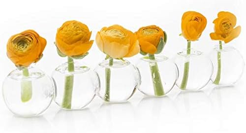 Caterpillar Bubble Bud Vase Set – 6-Hole Multi Chamber Clear Glass ...