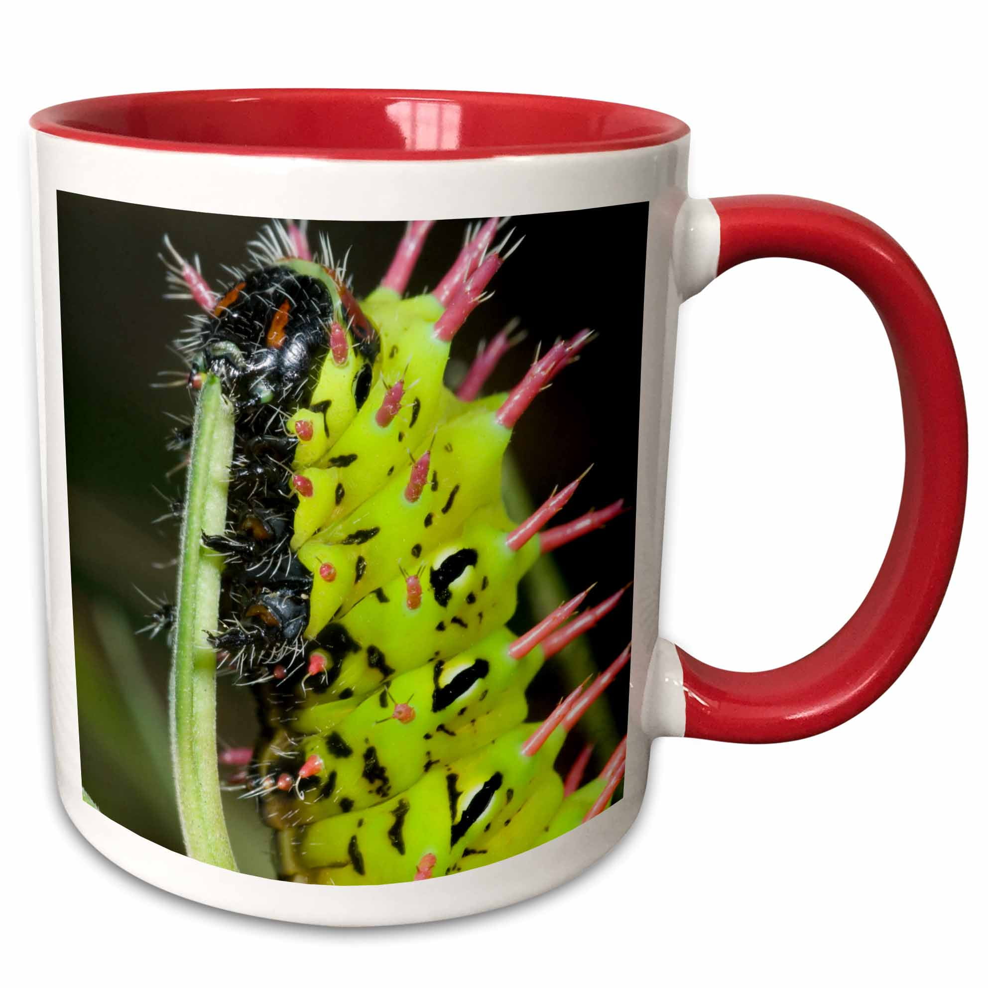 3drose, Caterpillar Insect, Madagascar, Africa-af24 Ksc0066 - Kevin ...
