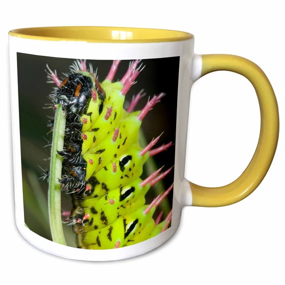 3drose, Caterpillar Insect, Madagascar, Africa-af24 Ksc0066 - Kevin ...