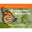 Caterpillar to Butterfly (Board Book) - Walmart.com
