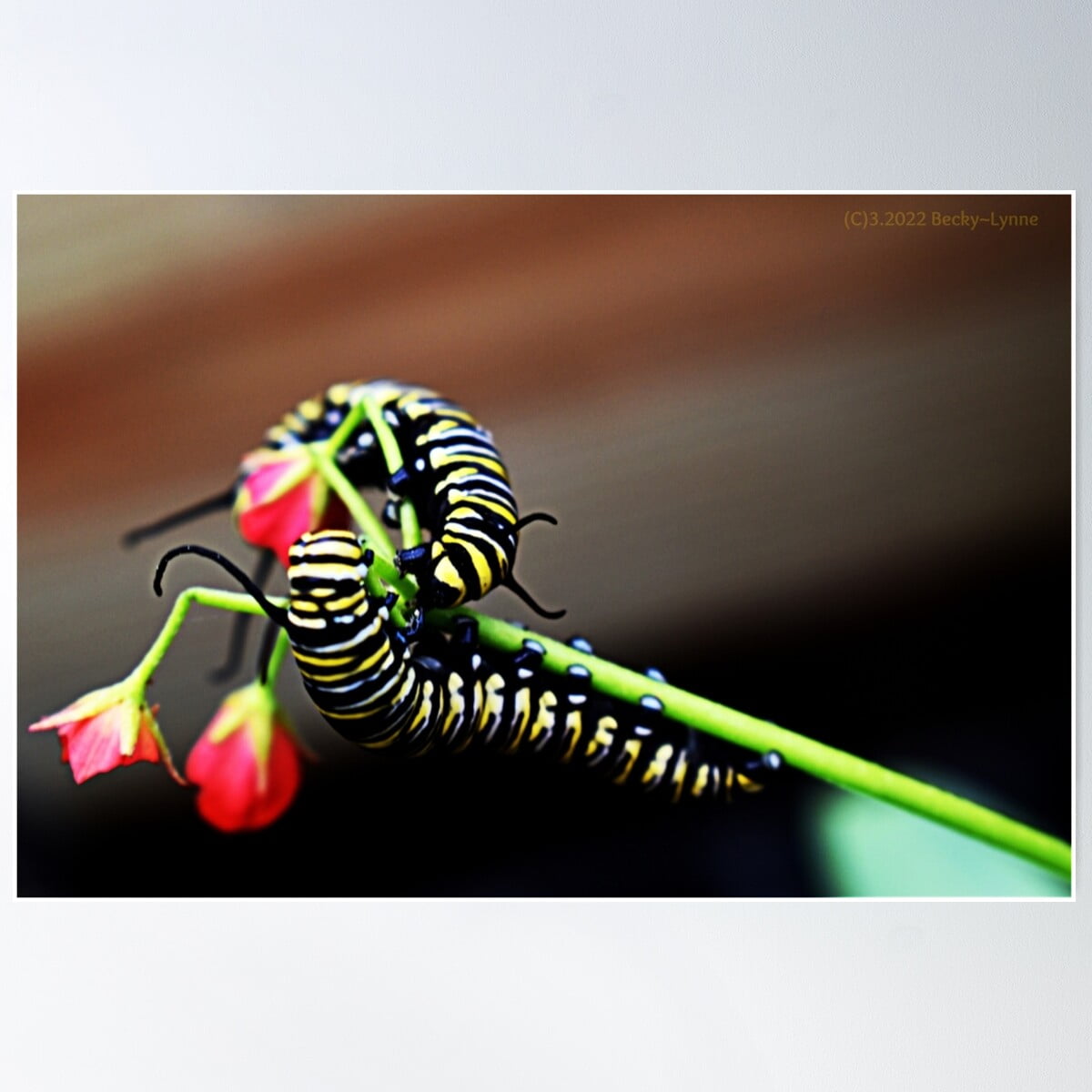 Caterpillars Poster Wall Art, Modern Wall Decor For Living Room Bedroom ...