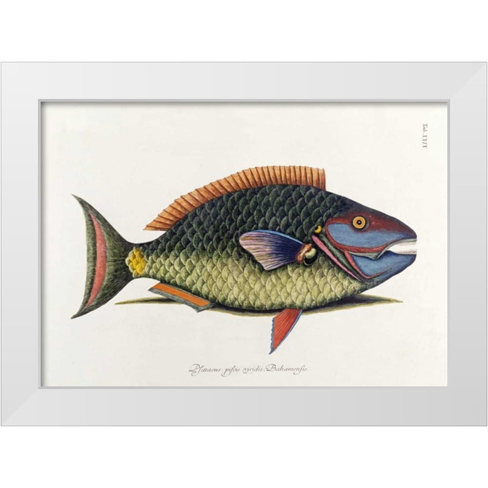 Catesby, Mark 14x11 White Modern Wood Framed Museum Art Print Titled ...