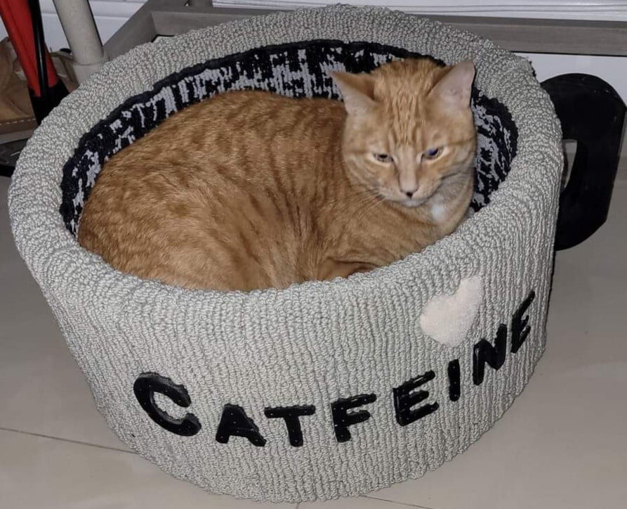 Catfeine Cat Bed Furniture Captain Catnip for Cats Kittens Handmade 😻 - Walmart.com