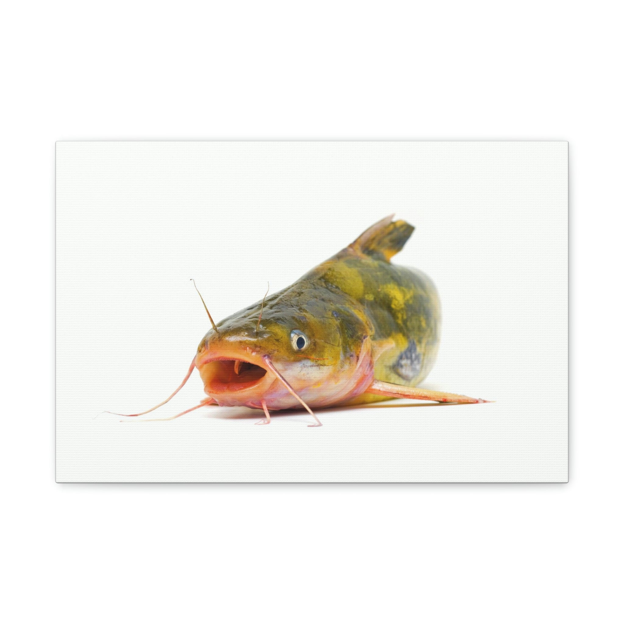 Catfish Hunting Catfish on Hunt Print Animal Wall Art Wildlife Canvas ...