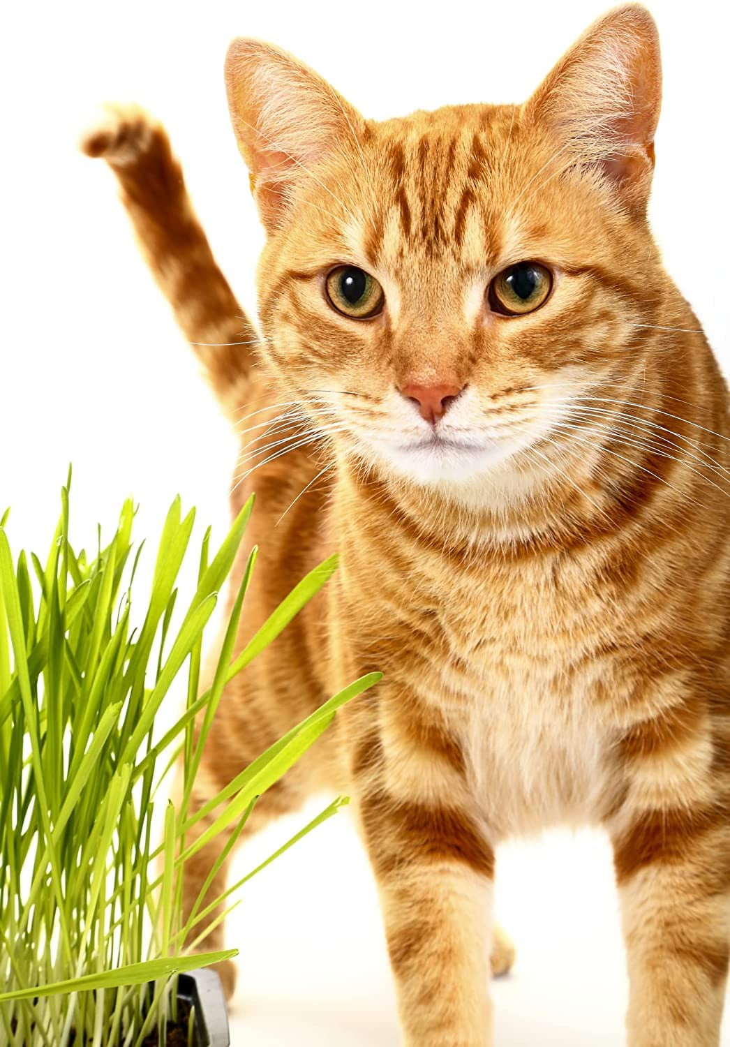 Catgrass Seeds for Sprouting - Hard Red Winter Wheat, Non-GMO, High ...