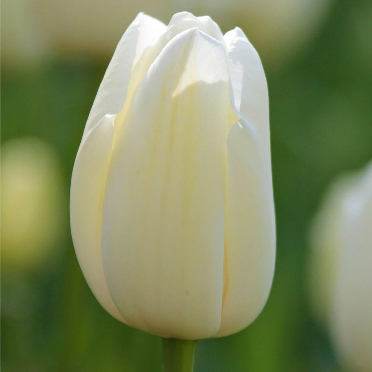 Catherina Single Late Tulip 7 Bulbs - 12/+ cm Bulbs - Pure White ...