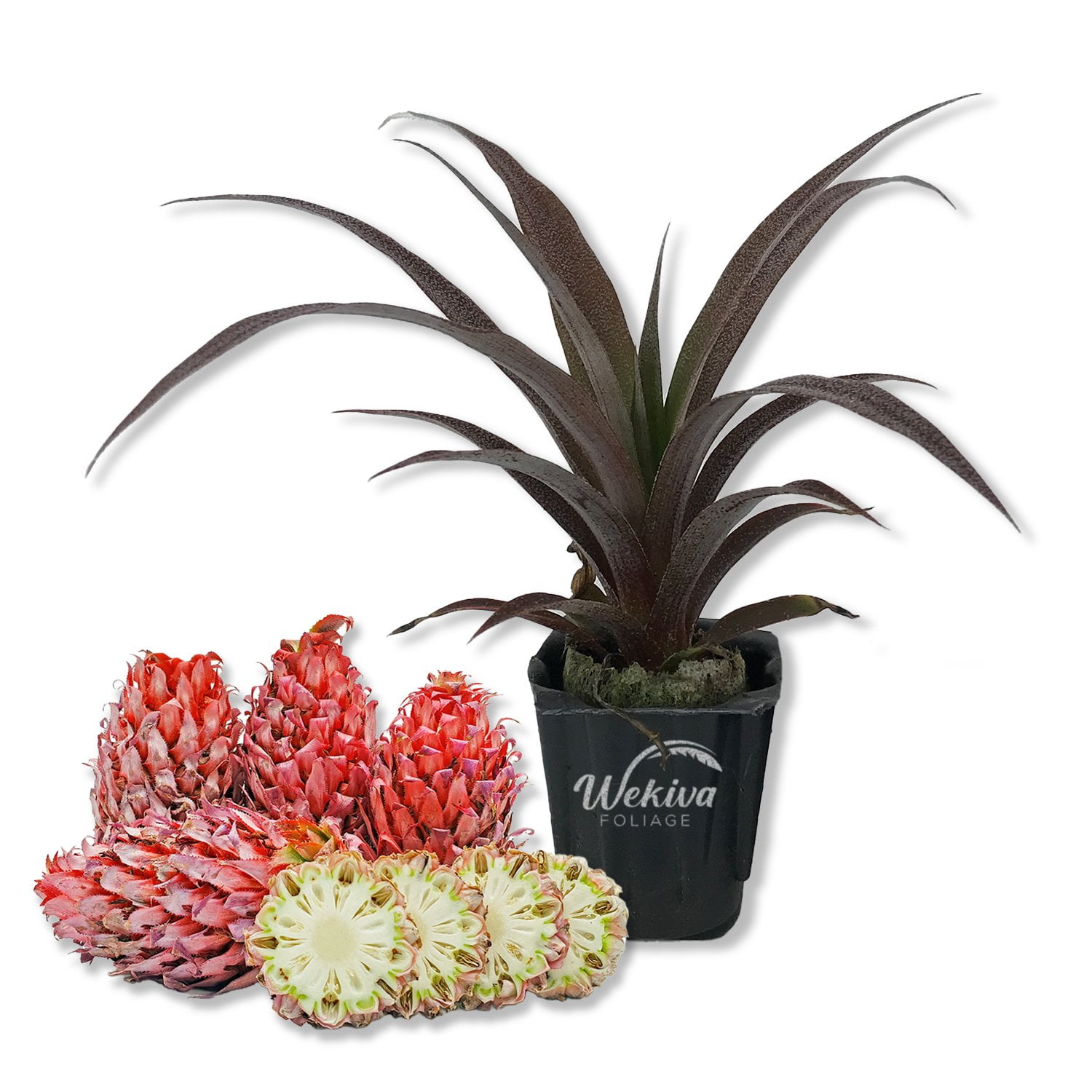 Cathy Ornamental Pineapple Plant - Live Starter Plant in a 2 Inch Pot ...