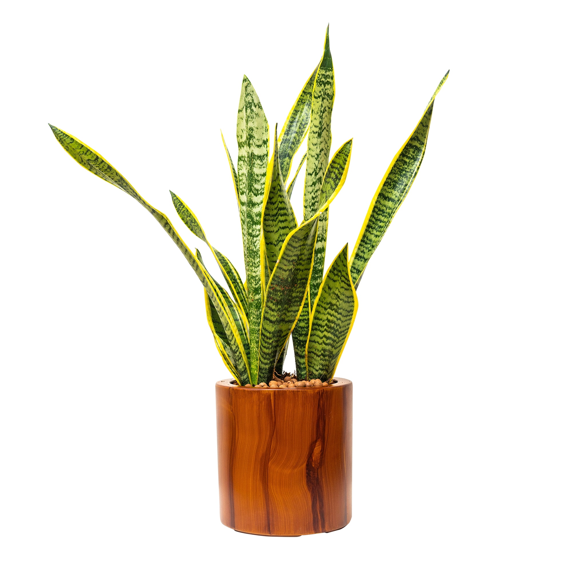 Catleza Self-Watering Round Planter 7.8"L x 7.8"W in Dark Wood ...