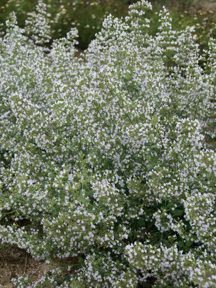 Catmint Perennial - Calamintha nepeta ssp. nepeta - Quart Pot - Walmart.com