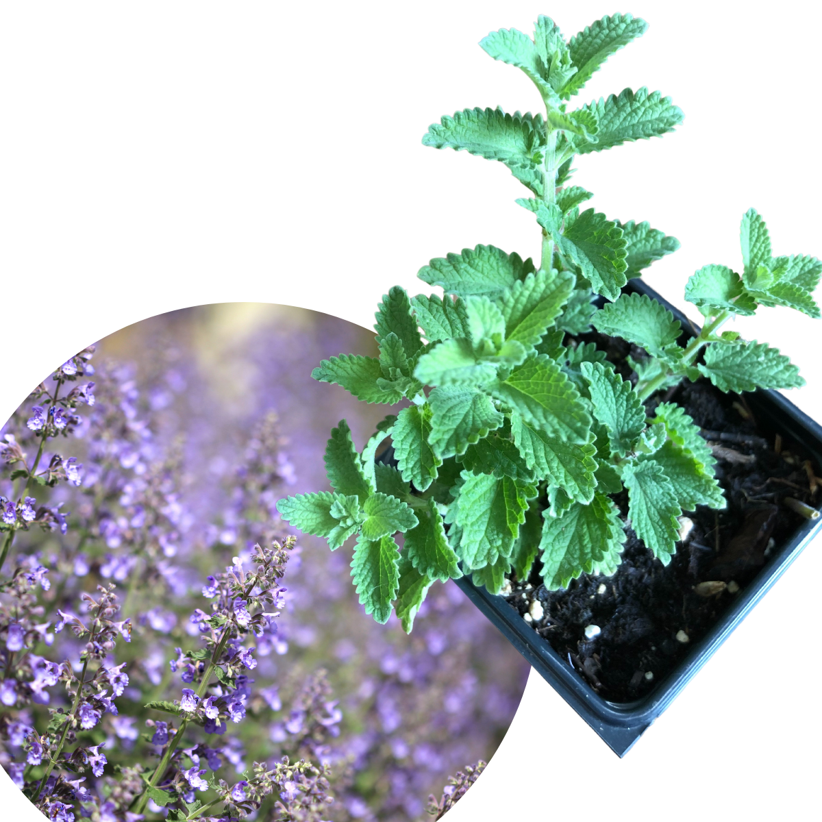 Catmint, Walker's Low (Nepeta racemosa) Organic Plant in 2.5-inch Pot ...
