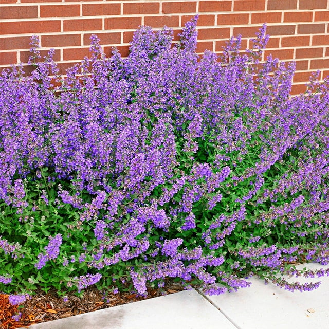 Outdoor Full Sun Catmint 'Walker's Low' - Live Starter Plant - Walmart.com