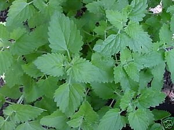 Catnip Great Garden Herb ~ Cats NSD3 Love It ~ Bulk 40,000 Seeds by Seed Kingdom - Walmart.com