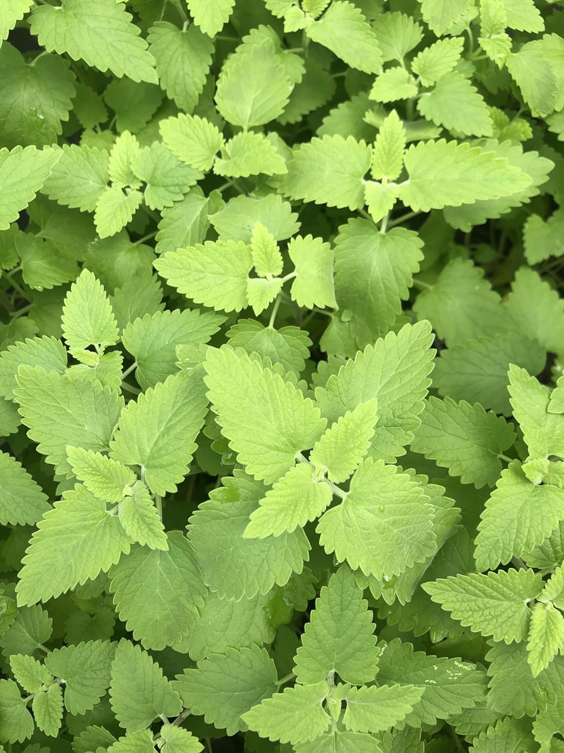 AugustBreezeFarm Catnip Live Plants, 4-Inch Pots, Lush Foliage, Indoor ...