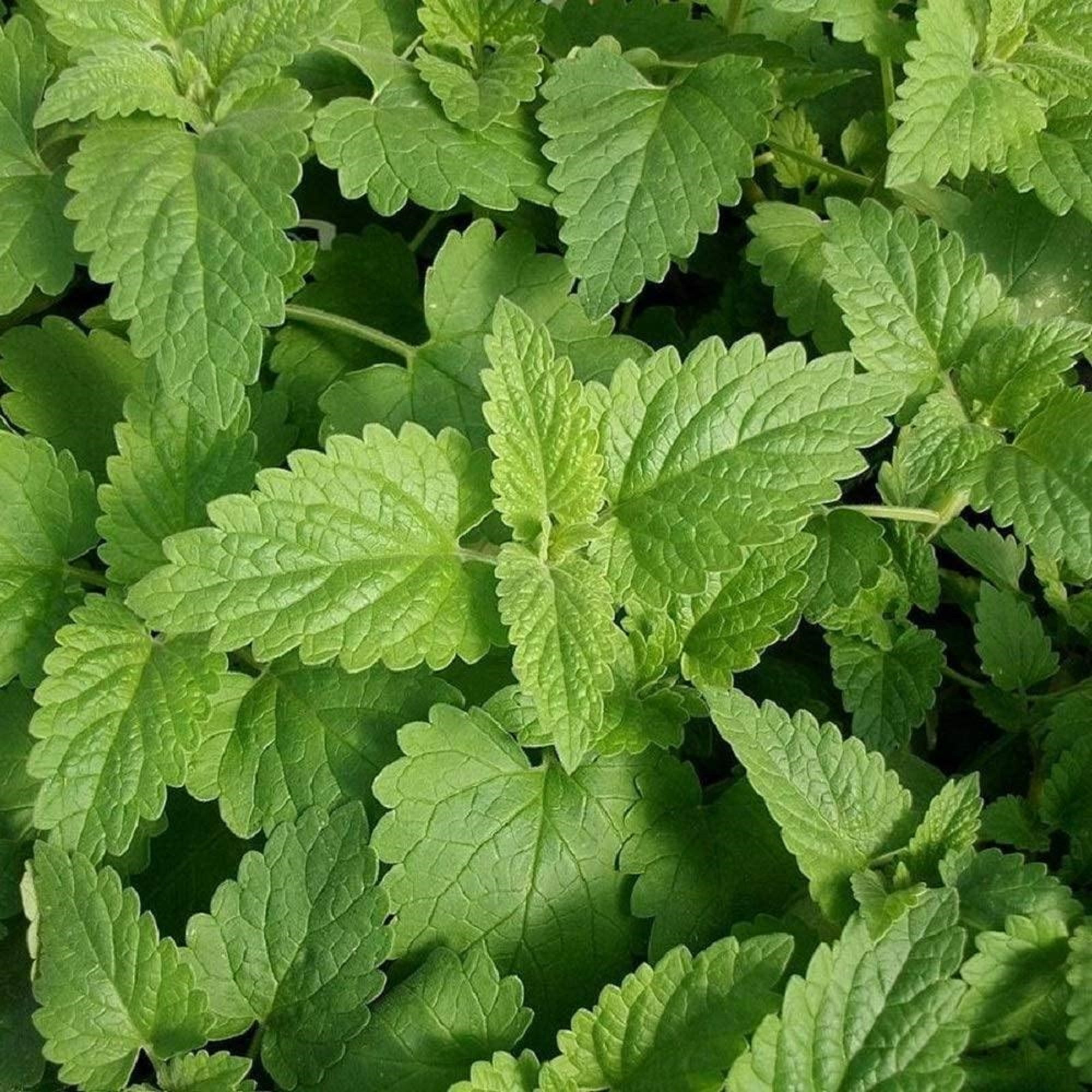 Country Creek Catnip Plant Seeds, 200 Count, Aromatic Medicinal Herb ...