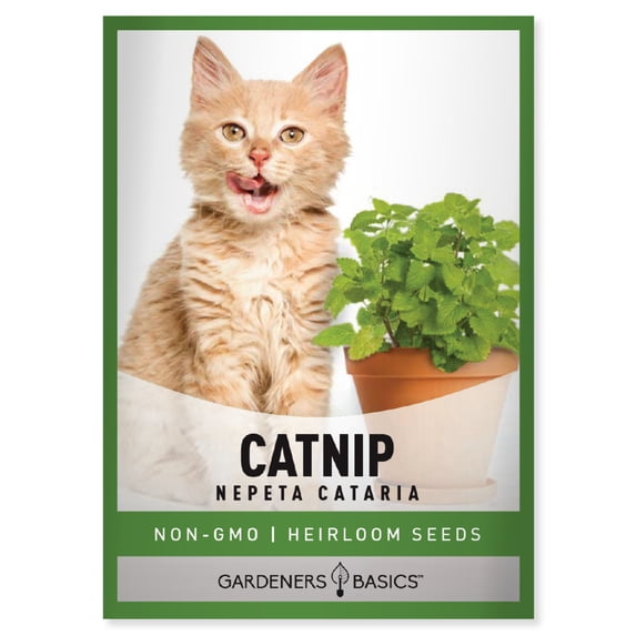 Gardeners Basics Catnip Seeds, Heirloom Catnip Seeds for Cats and ...
